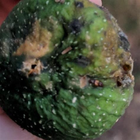 Dried Fruit Beetle Carpophilus Hemipterus Insect Identification Guide Habitat And Facts