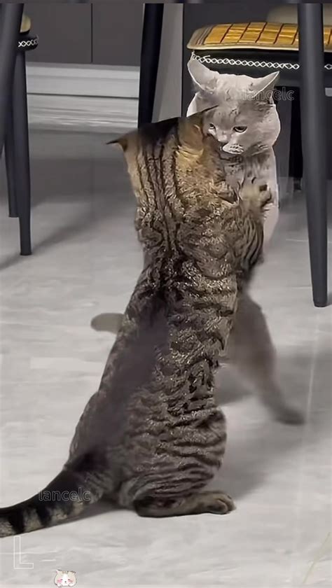 Understanding Cat Behavior Fighting And Playfulness Tiktok