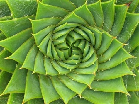 sum all odd fibonacci numbers this challenge is more like a brain