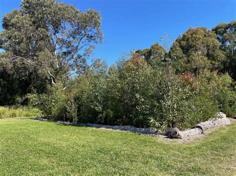 A Local Tiny Forest With Big Benefits Renewy Living