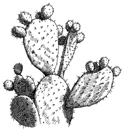 Nopal Drawing At Explore Collection Of Nopal Drawing