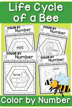 Bee Life Cycle Color By Number Pages By Learning Creatively Tpt