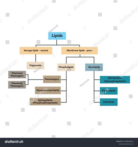 Diagram Showing Classification Lipids Storage Lipids Stock Vector