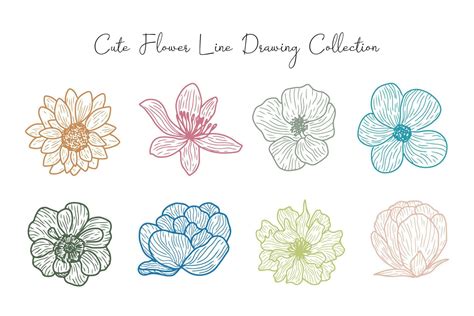 Aesthetic Flower Line Drawing Collection 35806517 Vector Art At Vecteezy