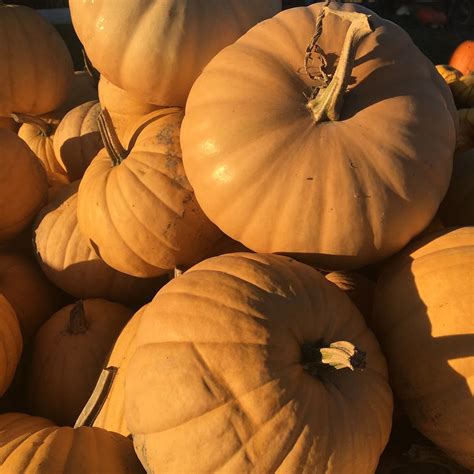 Tims Pumpkin Patch Home Facebook