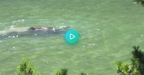 Canadian Alligator  On Imgur