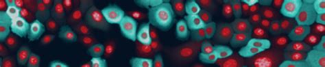 Analyzing Erk Signal Transduction In Live Cells Using A Fret Based