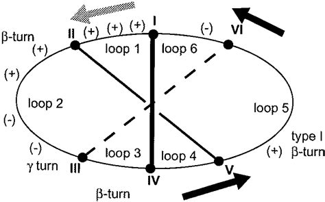 Schematic Representation Of Mcoti Ii Structural Features The Six