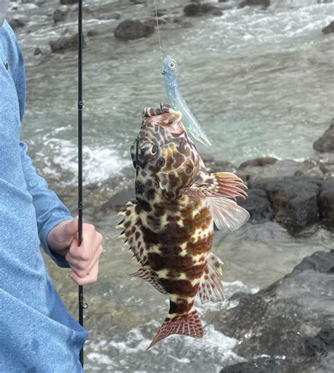 Hawaii Shore Reef Fishing Stocky Hawk Fish My Sons Fish Anyone Else
