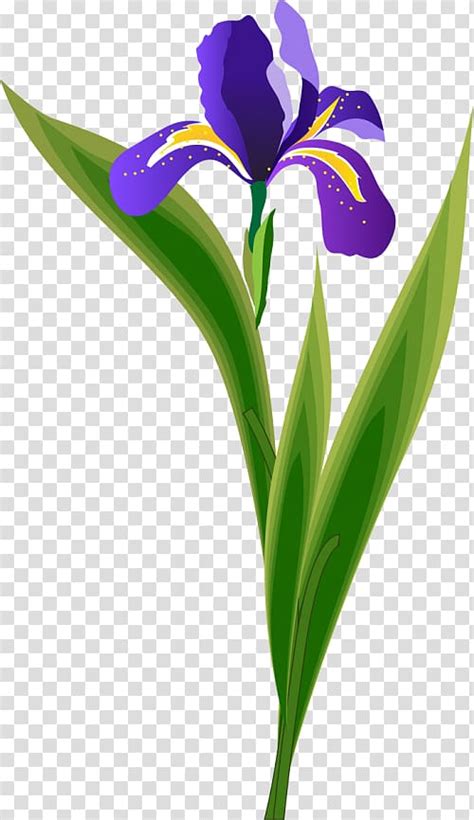 Iris Flowers Clip Art Images Best Flower Site
