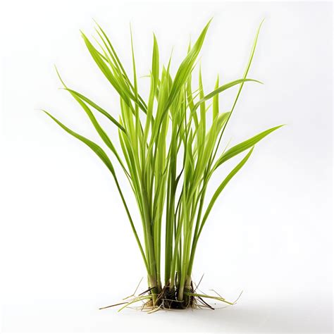 Premium Photo Sunburst Switchgrass Chartreuse Green A Single Stiff Leaf Co Isolated On White
