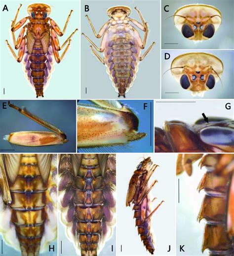 Nymph Of Epeorus Siniron Ngi A Nymphal Habitus Dorsal View B