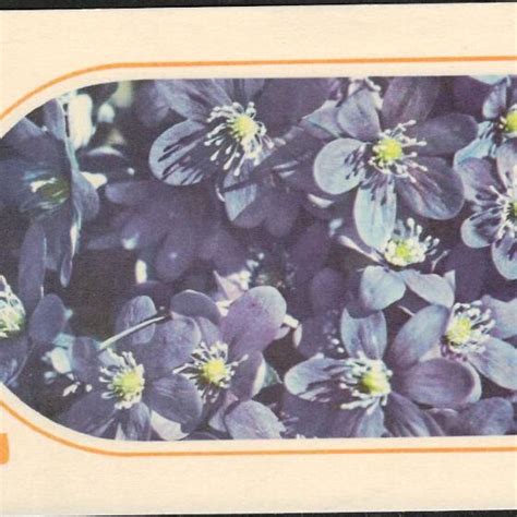 Postkaart Sinililled 1977 207630317 Osta Ee