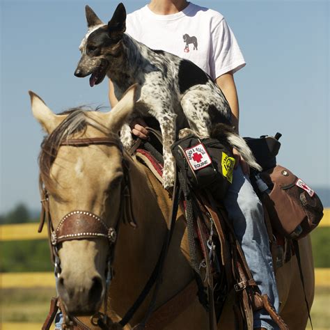 Dog Riding A Horse