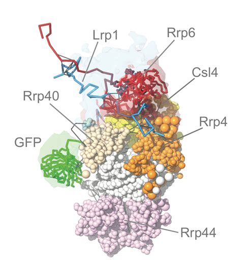 Exosome Modeling