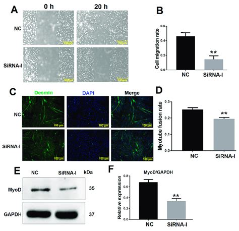 Itgb1 Influences Muscle Derived Satellite Cell Mdsc Migration And Download Scientific Diagram