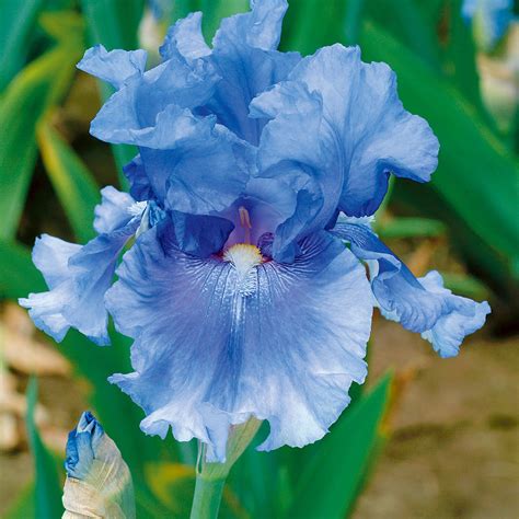 Blue Iris Flower