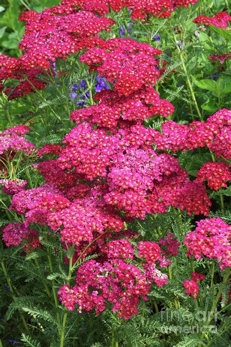 Yarrow Achillea Millefolium Flowers By Dr Nick Kurzenko Science Photo Library