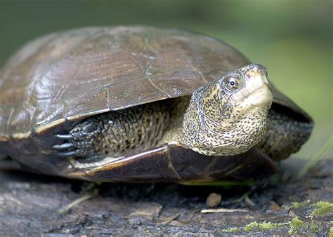 Pond Turtle Life Cycle