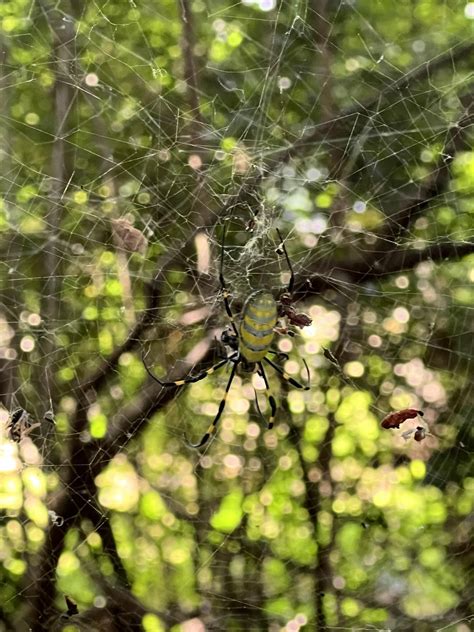 What Is This Massive Spider I Found Rwhatbugisthis