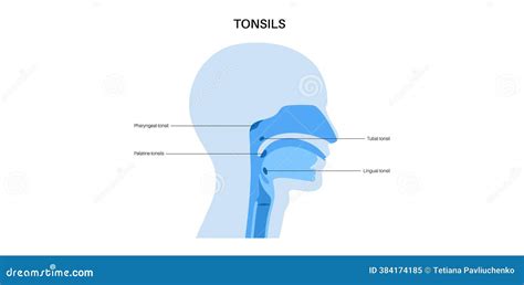 Palatine Tonsils Location In Throat With Mouth Structure Outline