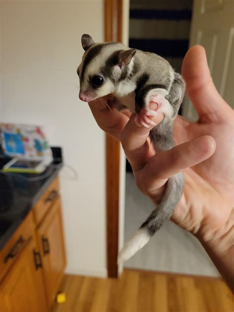 My New Ringtail Joey Almost 5 Weeks Oop Rsugargliders