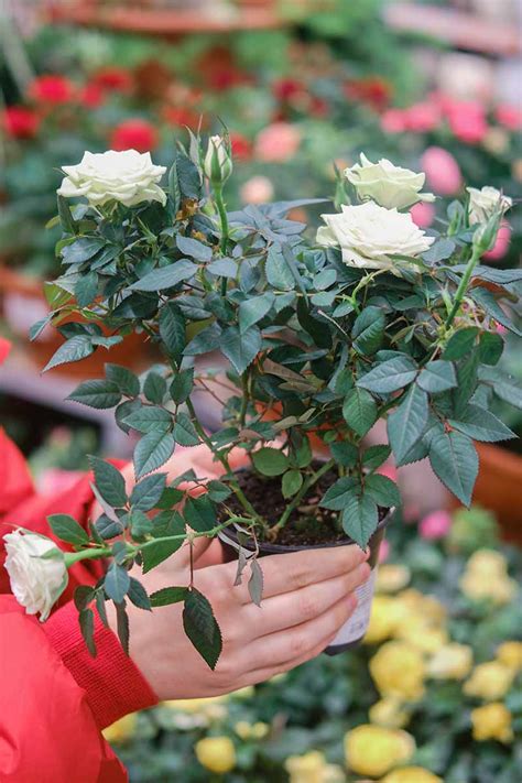 Minature Rose Garden Planter 1600 Miniature Rose In A Flower Pot