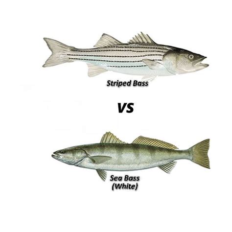 Striped Bass Vs Sea Bass Unraveling The Differences