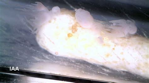 Aurelia Aurita Strobilation Youtube