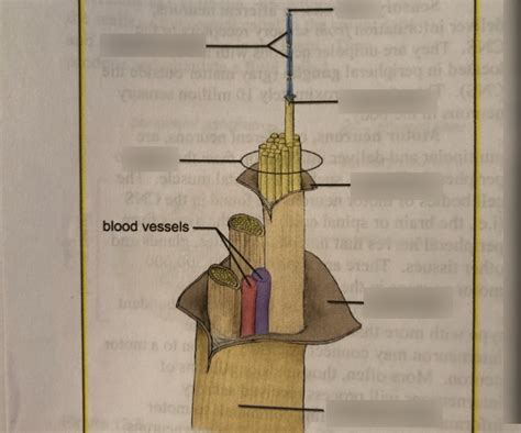Peripheral Nerve Structure Diagram Quizlet