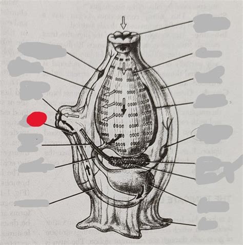 Tunicate Flashcards Quizlet