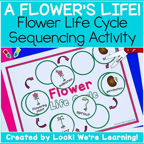 Flower Life Cycle Science Sequencing Activity Sequencing Activities