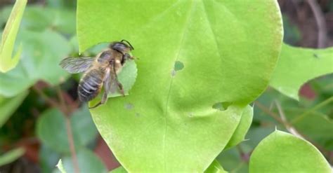 Leaf Cutter Bee At Work Sharedots