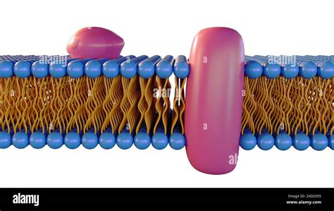 3d Rendering Of Lipid Monolayer Is A Type Of Cell Membrane In Which The