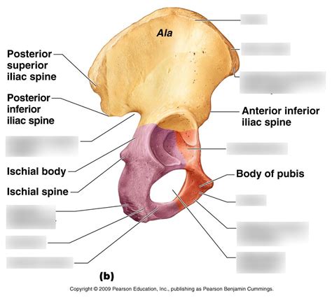 Week 1 Appendicular Skeleton Pelvic Girdle Diagram Quizlet
