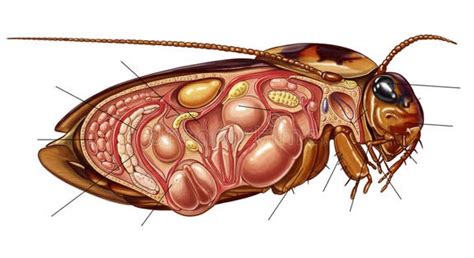 Illustrated Anatomical Diagram Of A Cockroach Showing Internal Organs