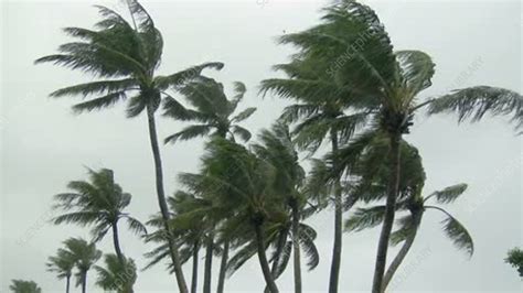 Palm Trees In Typhoon Guam Stock Video Clip K0059070 Science