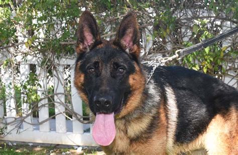 Milo German Shepherd Rescue Of Orange County