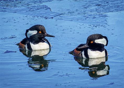 Male Hooded Merganser Pair Photograph By Patti Deters Pixels