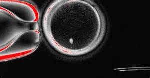 Òvuls A Partir De Cèl·lules De La Pell Una Opció Prometedora Contra La Infertilitat