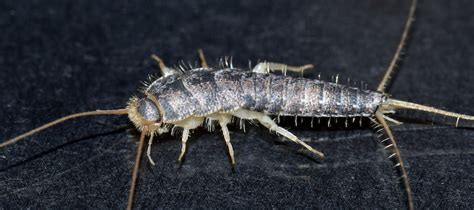 Accurate Silverfish Minecraft Mob Skin