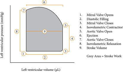 95 Of What You Teach Pressure Volume Loops