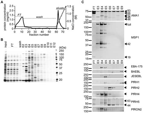 Affinity Chromatography Of Schizont Proteins On A Heparin Column A