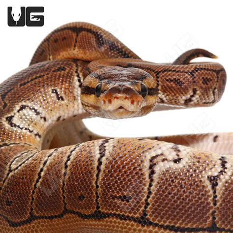 2018 Lavender Albino Spider Ball Python For Sale Underground Reptiles