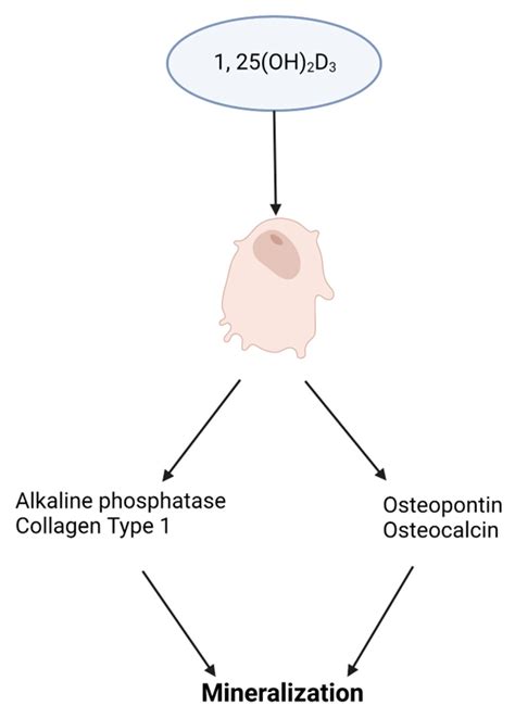 Endocrine Disruptor Induced Bone Damage Due To Hormone Dysregulation A