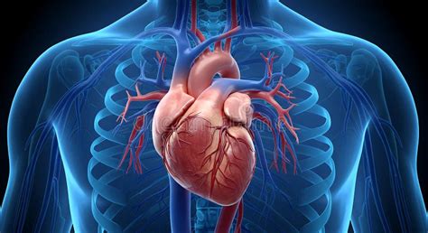 Human Heart And Rib Cage Anatomy Visualization Stock Illustration