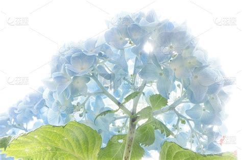 灿烂的绣球花在阳光下盛开