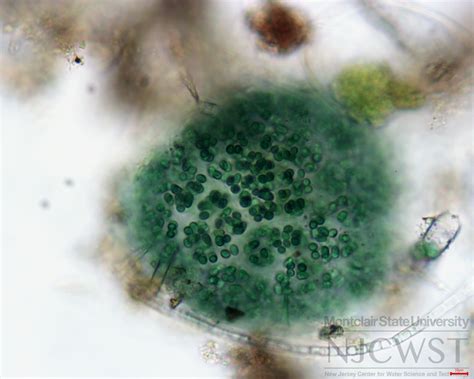 Aphanothece New Jersey Center For Water Science And Technology Montclair State University