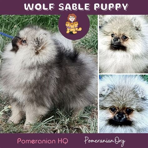 Learn The Important Facts About Sable Pomeranians And Puppies
