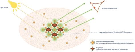 Nanoparticle Functionalization And Its Potentials For Molecular Imaging